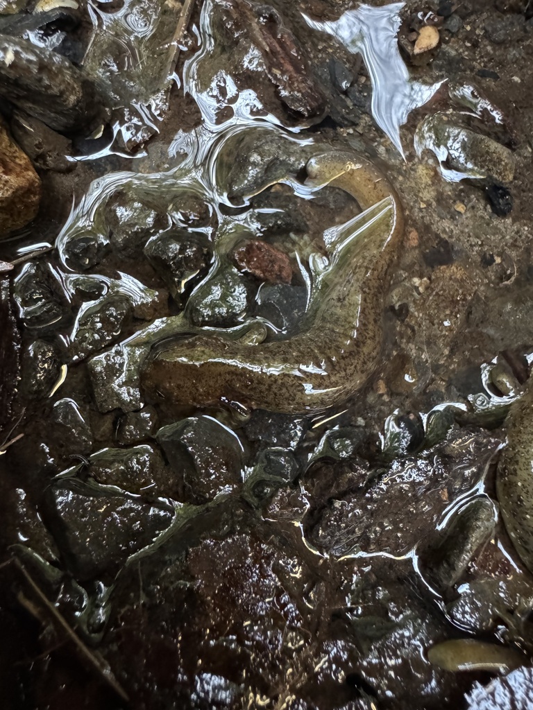 Cascade Torrent Salamander in April 2025 by Elliott Bury · iNaturalist
