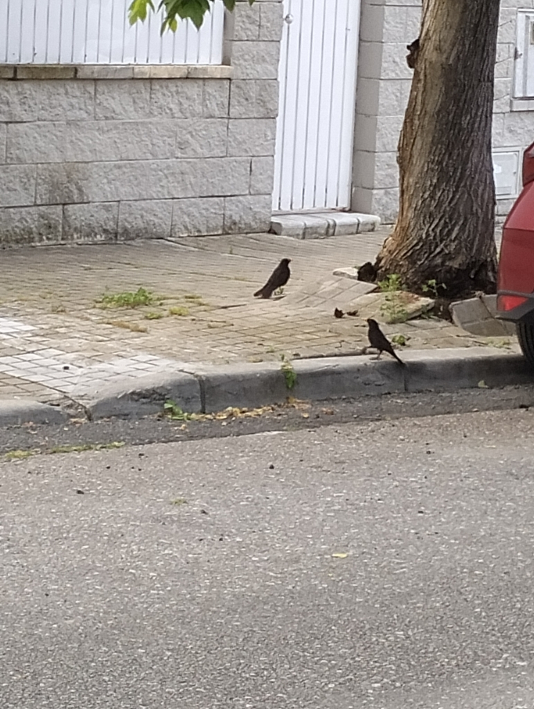 Eurasian Blackbird from Gelves on April 17, 2025 at 08:27 AM by aica ...