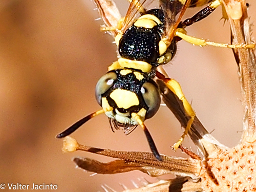 Philanthus pulchellus · iNaturalist