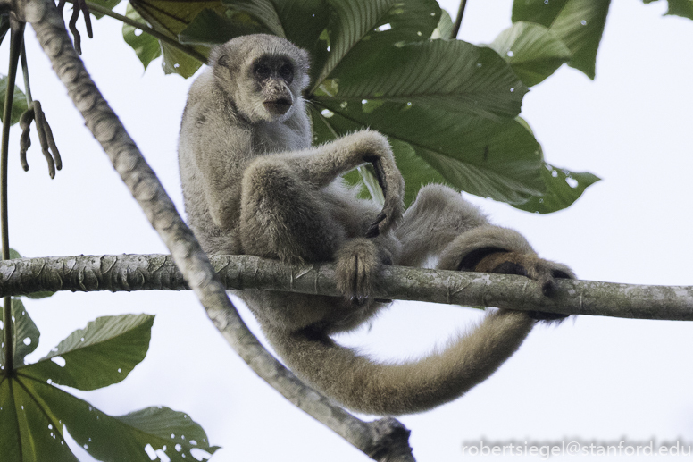 Northern Muriqui in August 2019 by Robert Siegel · iNaturalist