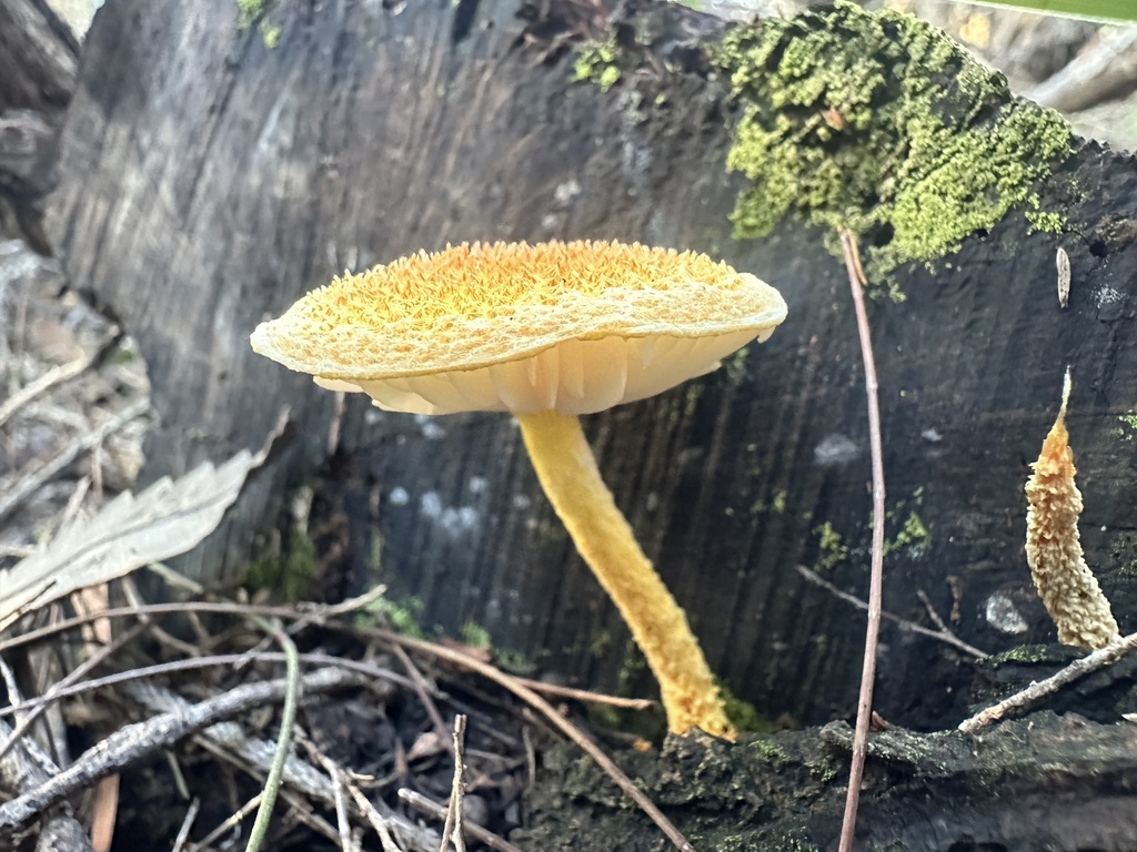Golden-scruffy Collybia from Bournda National Park, Bournda, NSW, AU on ...