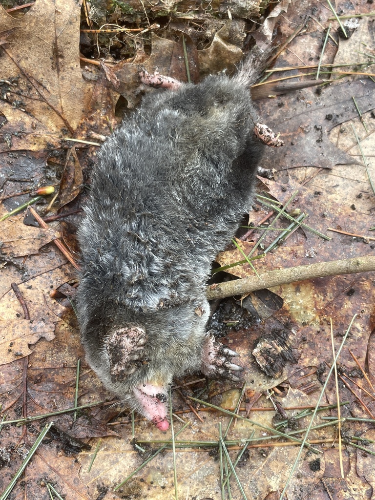Hairy-tailed Mole from Simcoe County, ON, Canada on April 16, 2025 at ...