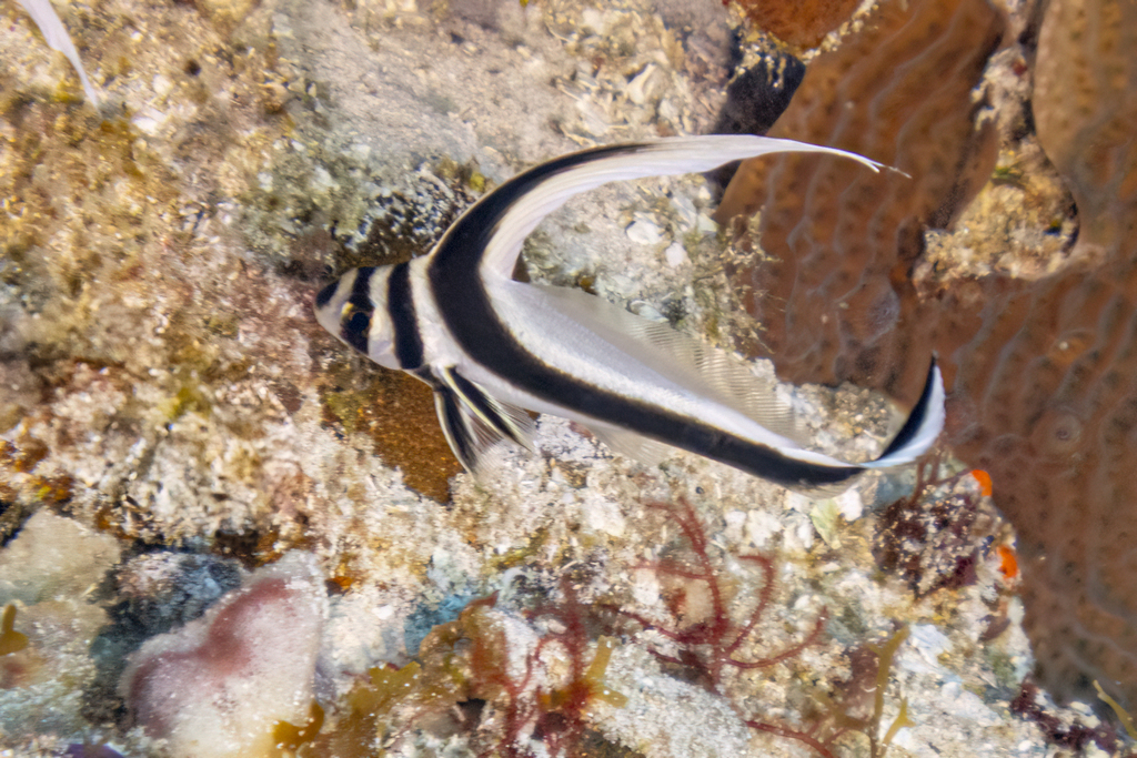Spotted Drum from Cozumel, Quintana Roo, Mexico on April 4, 2025 at 11: ...