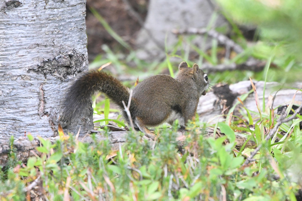 American Red Squirrel from Whatcom County, WA, USA on August 17, 2019 ...
