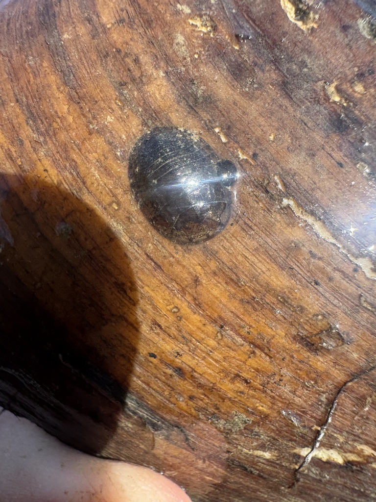 Herrick's Water Penny Beetle from Oil City, PA 16301, USA on April 17 ...