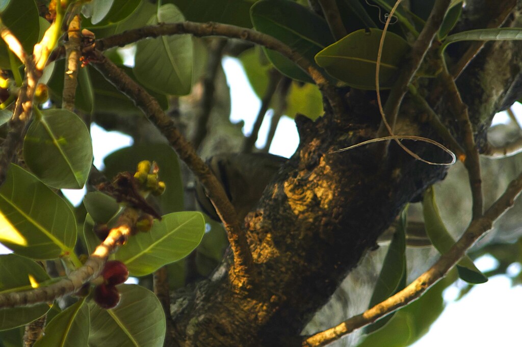 Worm-eating Warbler from Indialantic by the Sea, Indialantic, FL 32903 ...