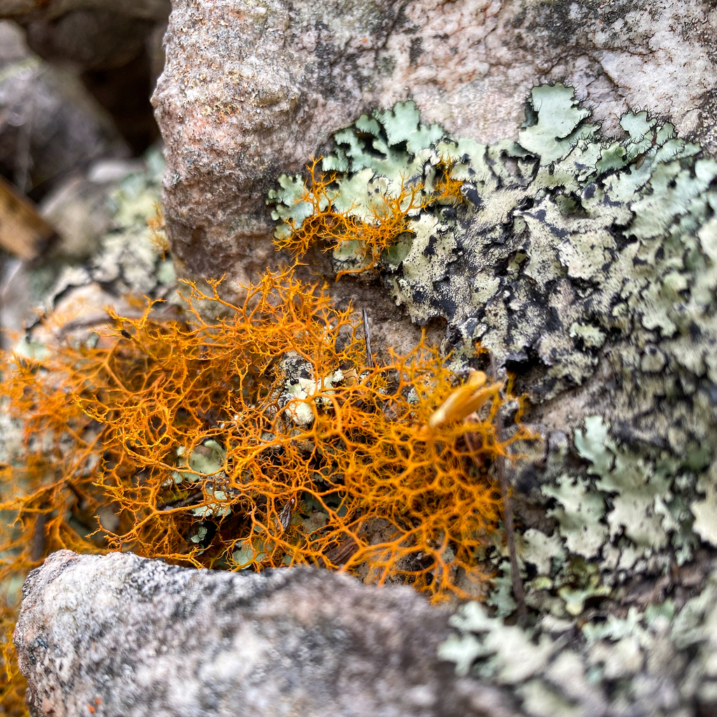 Golden Hair-lichen from Overberg District Municipality, South Africa on ...
