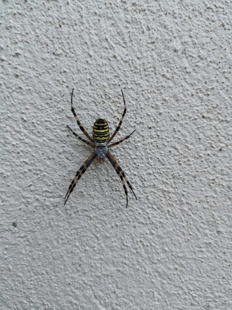 Wasp Spider from Provița de Sus, Romania on August 20, 2019 at 03:08 PM ...
