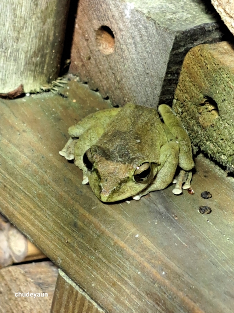 Robust Kajika Frog from 261台灣宜蘭縣頭城鎮更新里 on April 17, 2025 at 08:40 PM by 瞿德淵 · iNaturalist