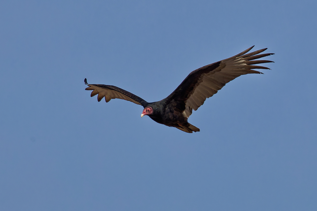 Turkey Vulture in April 2025 by Lane Nielson · iNaturalist