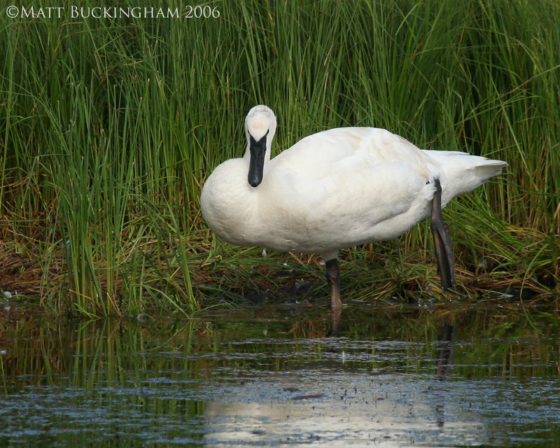 Trumpeter Swan from Jackson, WY, USA on July 25, 2006 at 09:09 AM by ...