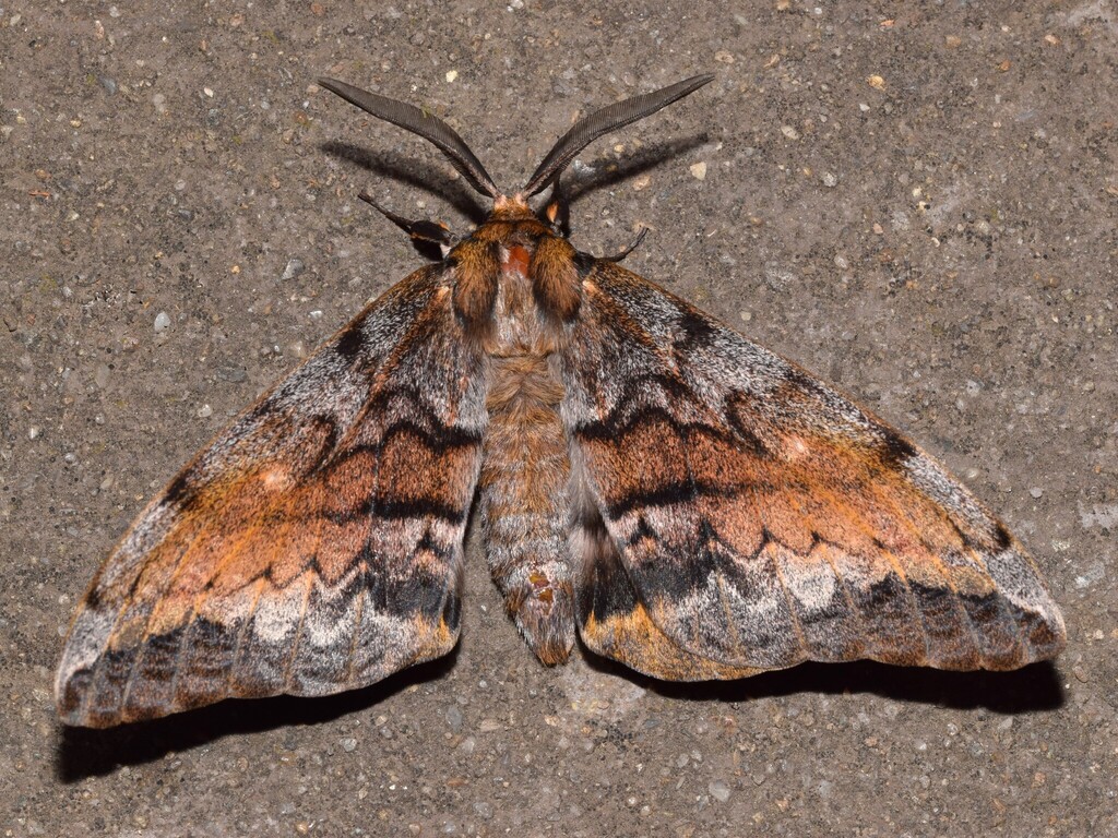 Batwing Moth from Queanbeyan NSW, Australia on April 17, 2025 at 08:49 ...