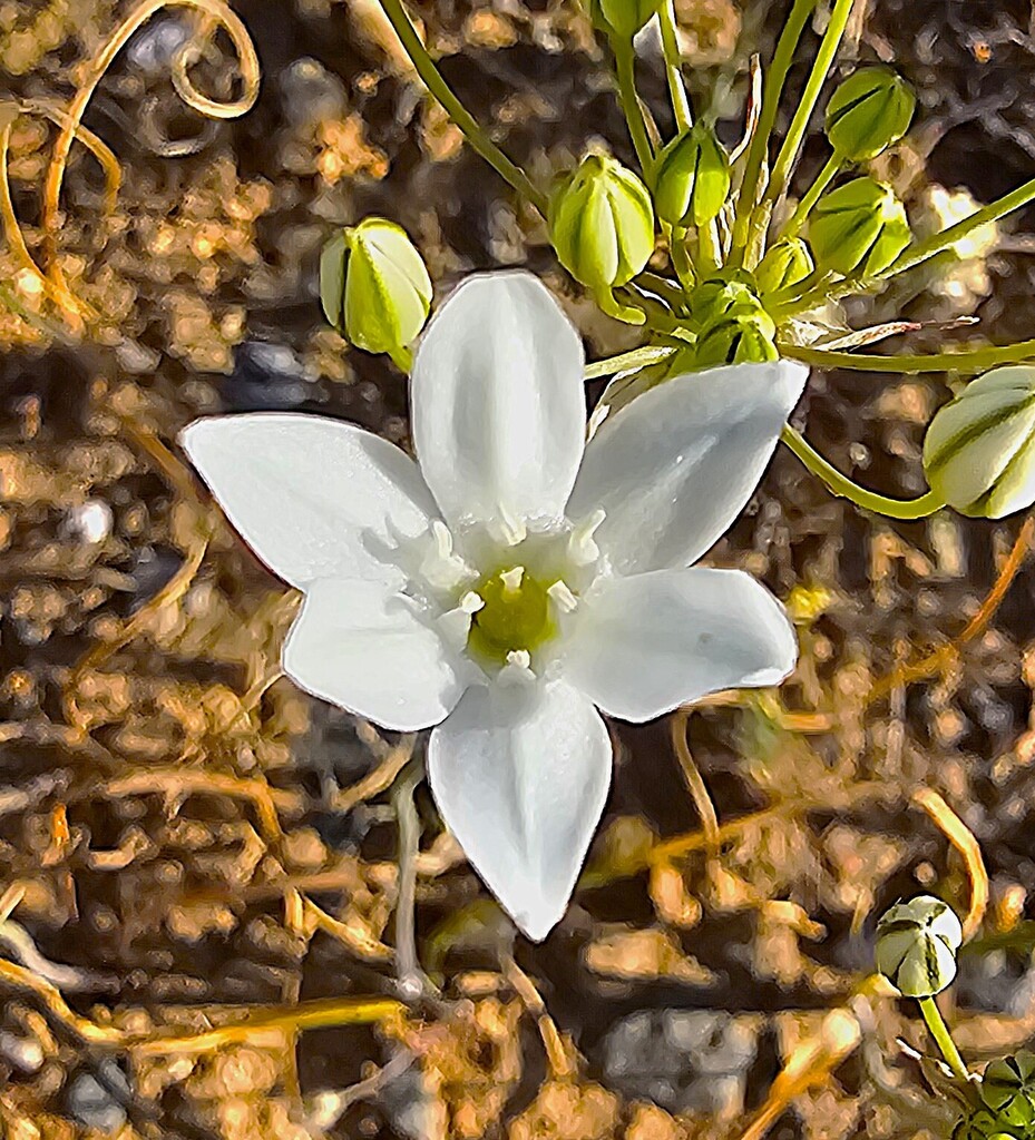 white brodiaea from Tehama County, CA, USA on April 17, 2025 at 06:03 ...