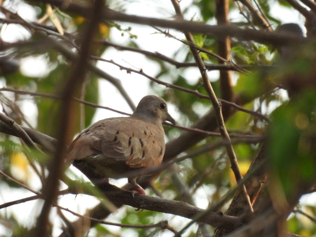 Ruddy Ground Dove from 70947 Oax., México on April 17, 2025 at 05:36 PM ...
