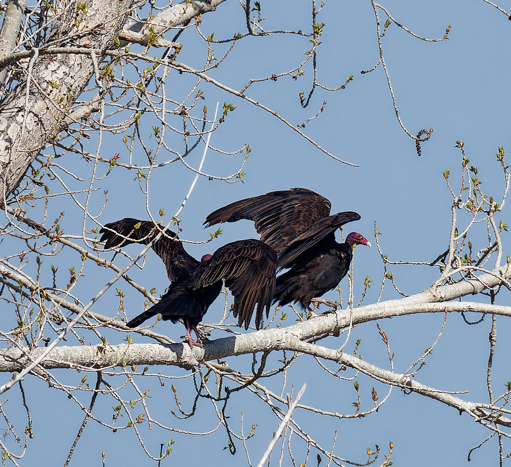 Turkey Vulture in April 2025 by Lane Nielson · iNaturalist
