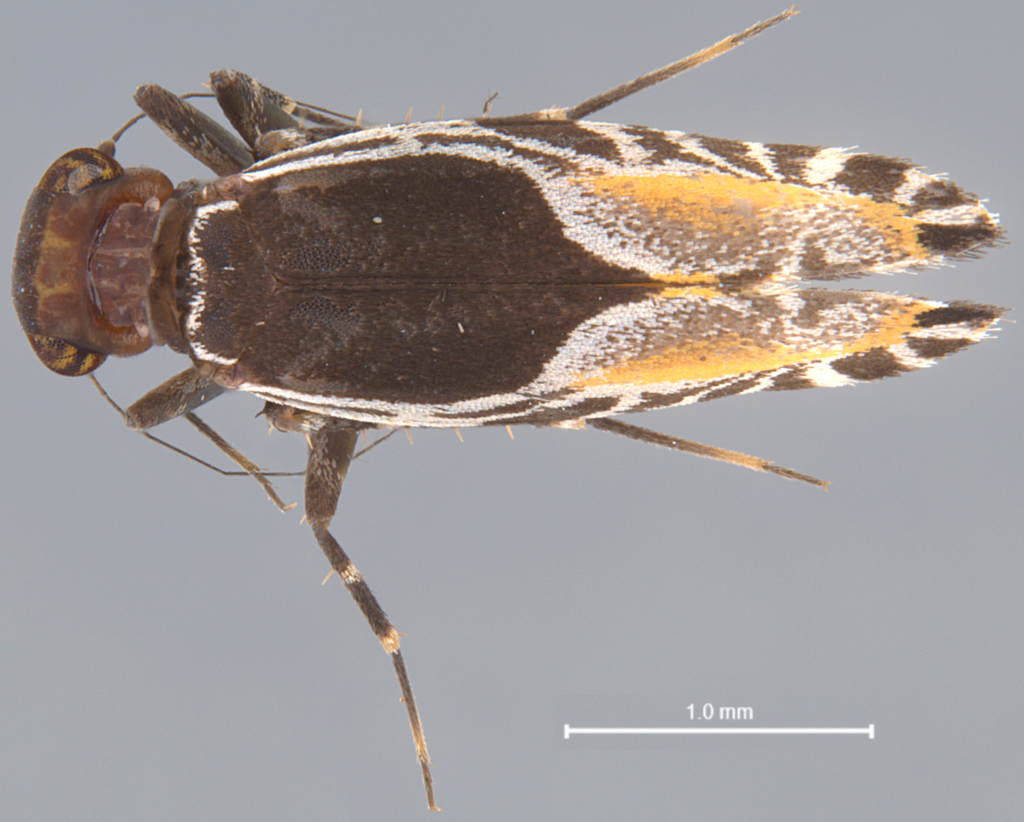Barklice, Booklice, and Parasitic Lice from Singapore on March 25, 2025 ...