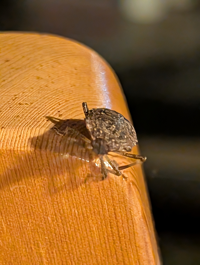 Brown Marmorated Stink Bug from 6917-2 Fujimi, Suwa District, Nagano ...