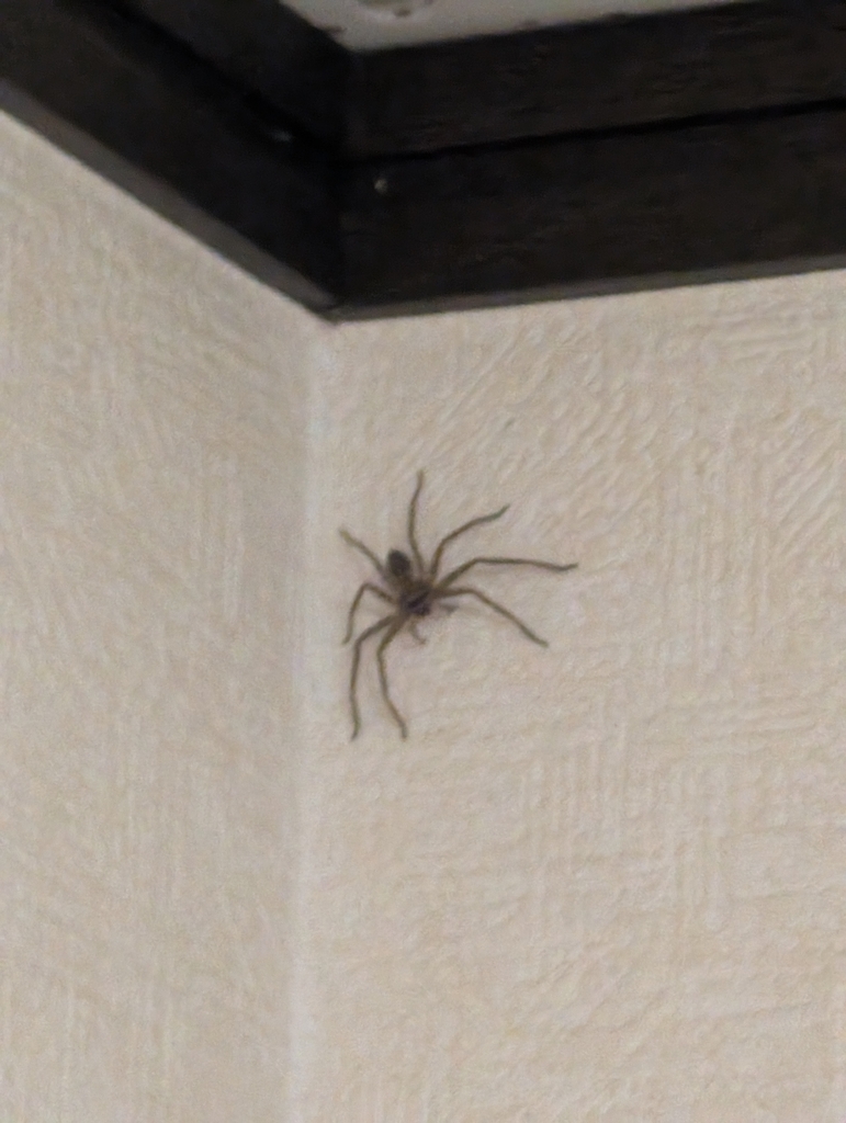 Pantropical Huntsman Spider from 5638 Sakuda, Kujukuri, Sambu District ...