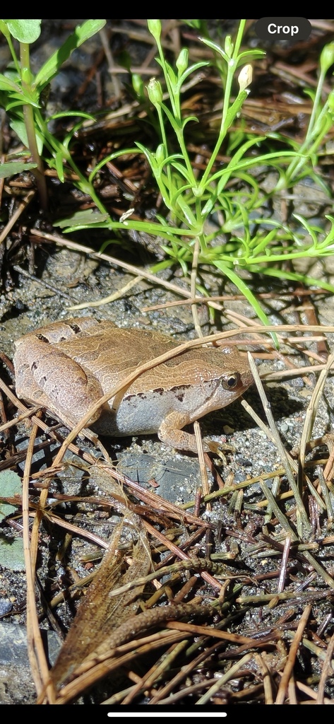 Okinawa Rice Frog from Hentona, Kunigami, Okinawa, JP on April 18, 2025 ...