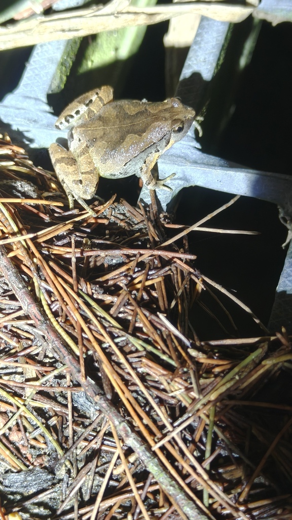 Okinawa Rice Frog from Hentona, Kunigami, Okinawa, JP on April 18, 2025 ...