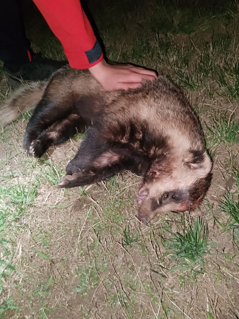 Asian Badger from Респ. Башкортостан, Россия, 452136 on April 18, 2025 ...