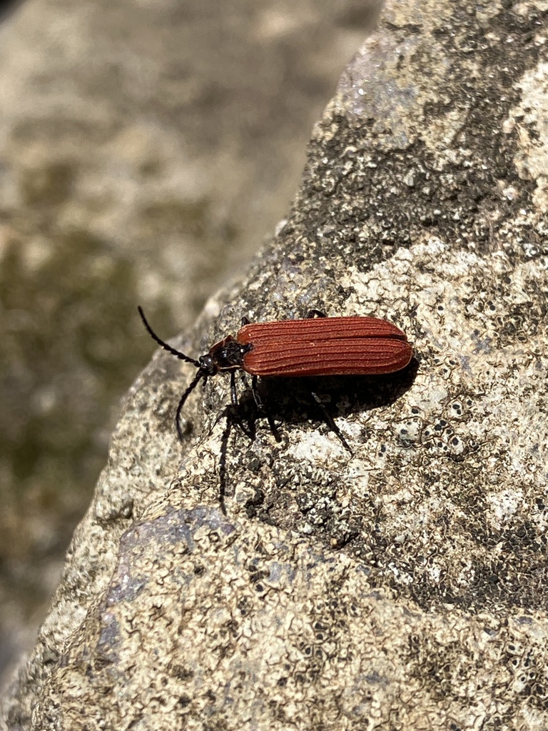 Golden Net-winged Beetle from Augusta County, US-VA, US on April 17 ...