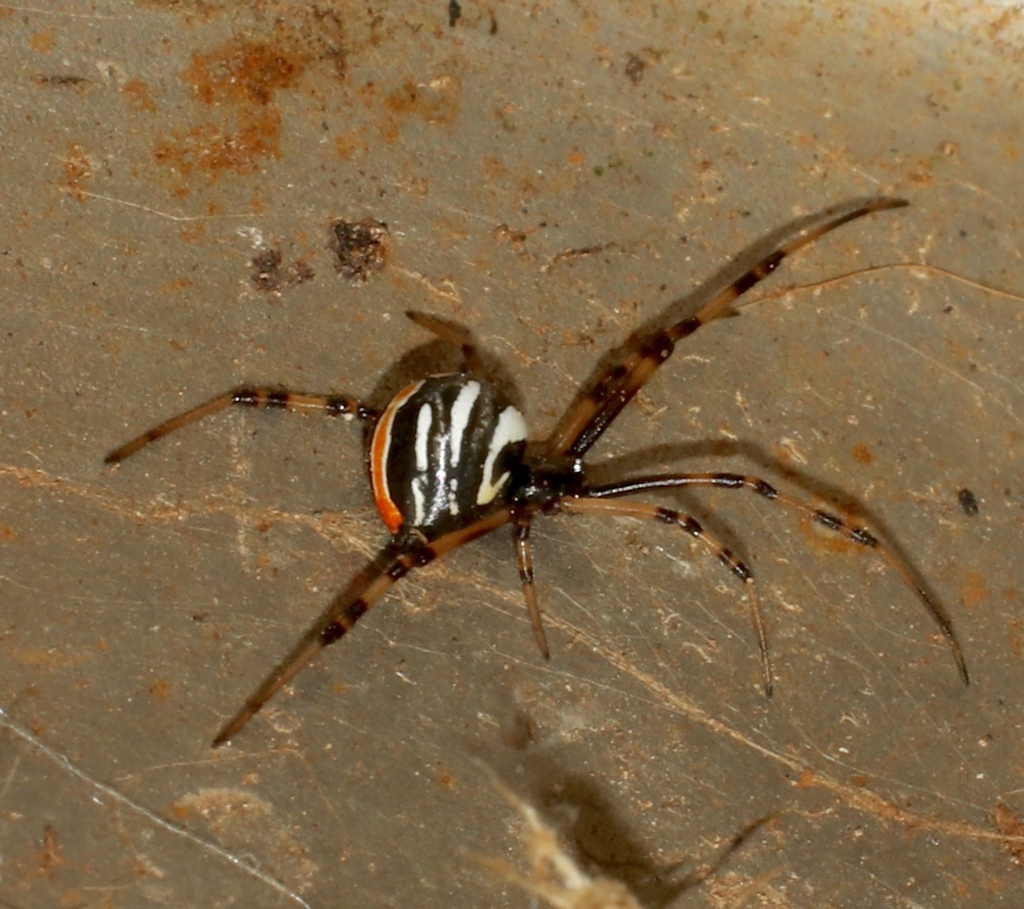 Southern Black Widow from Cherokee National Forest, Elizabethton, TN ...