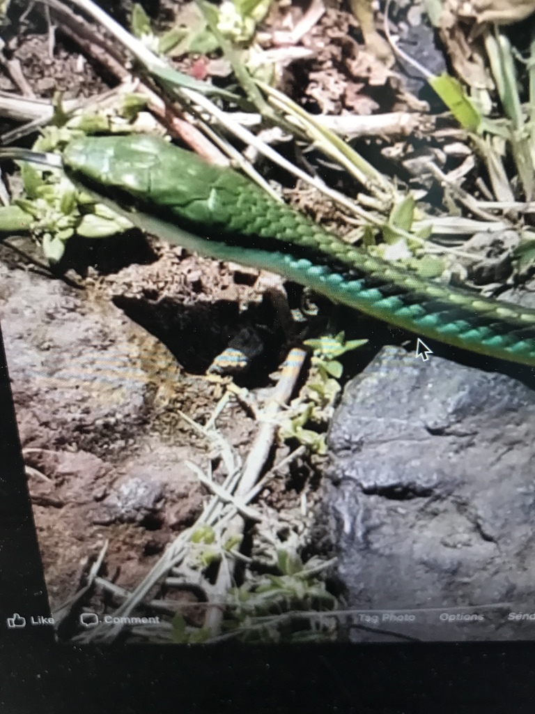 Pacific Coast Parrot Snake from 45920, Ajijic, JAL, MX on August 20 ...