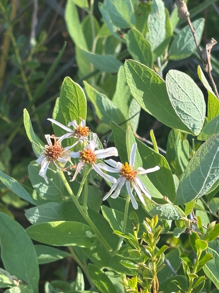 Pinebarren Aster from Moss Park Rd, Orlando, FL, US on April 18, 2025 ...