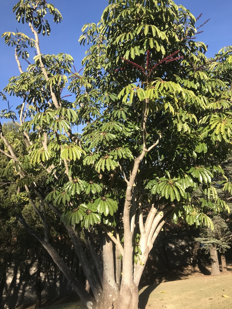 Australian Umbrella Tree from Loyalty Road, North Rocks, NSW, AU on ...