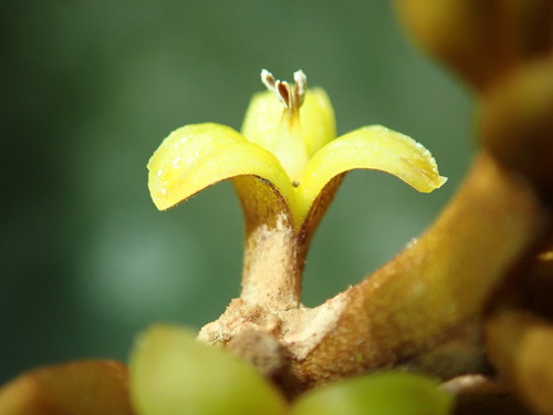 Genus Otoba · iNaturalist