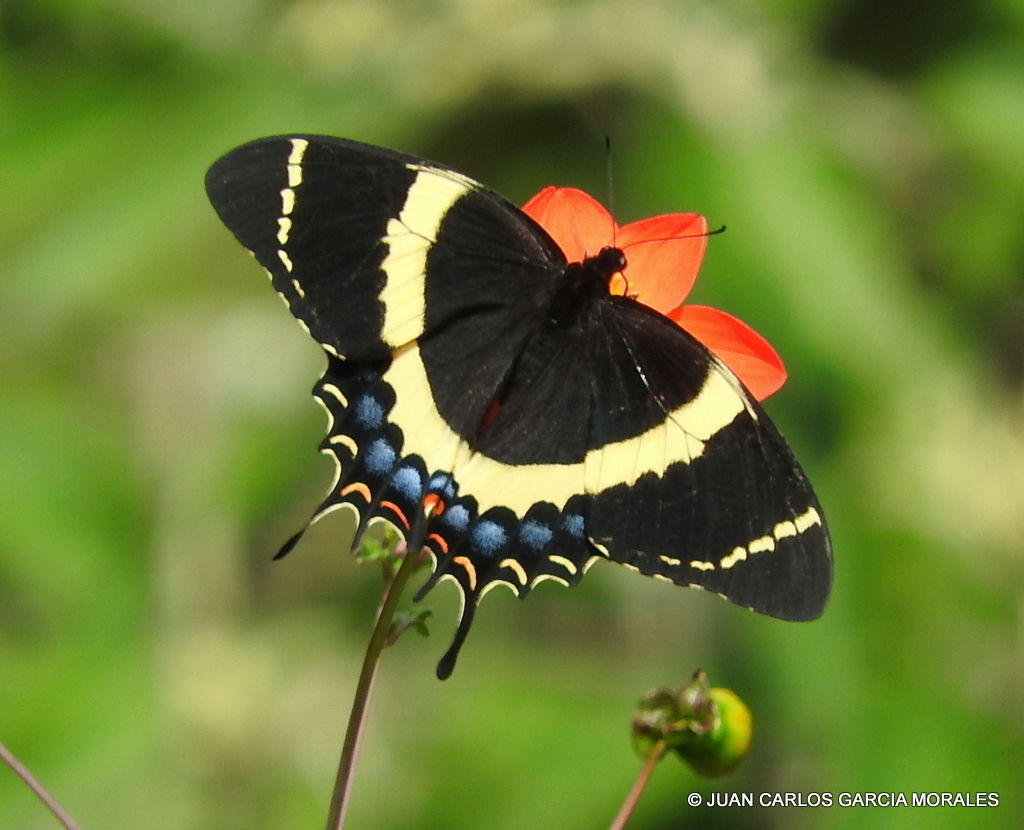 Magnificent Swallowtail from El Calvario, Toluca on August 20, 2019 at ...