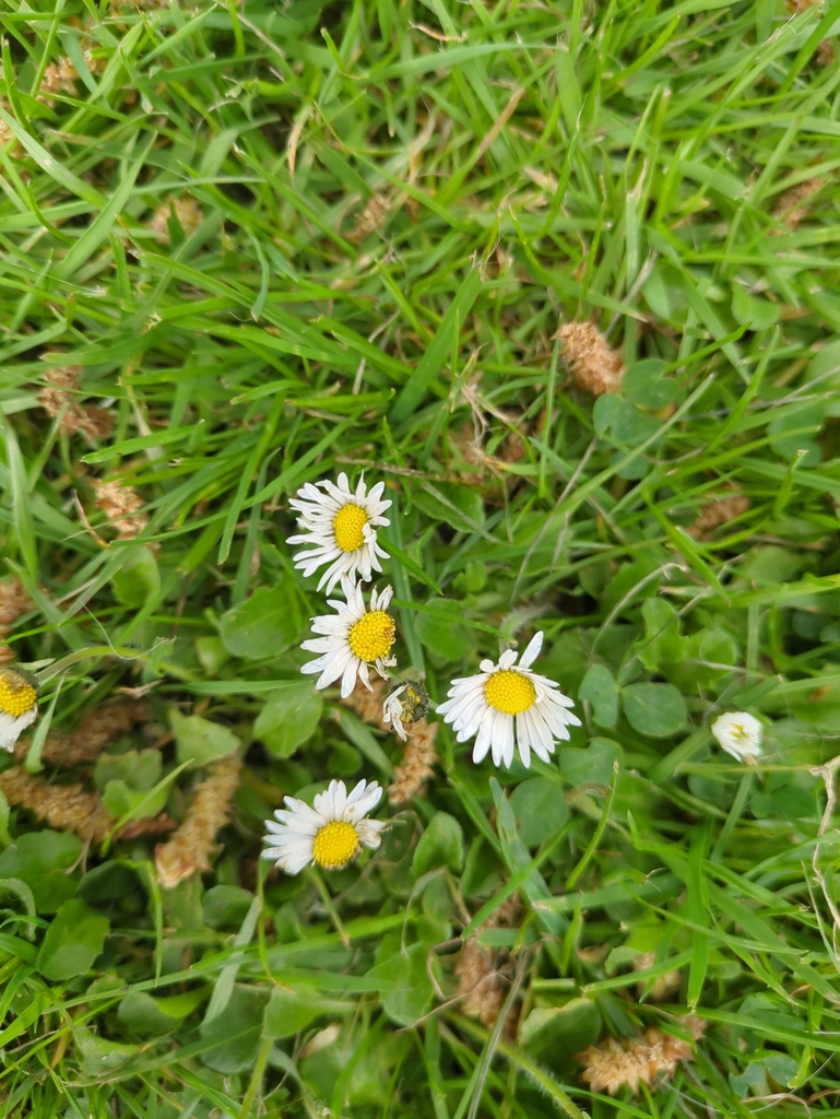 Lawn daisy from Wickford, UK on April 19, 2025 at 11:11 AM by Karen ...