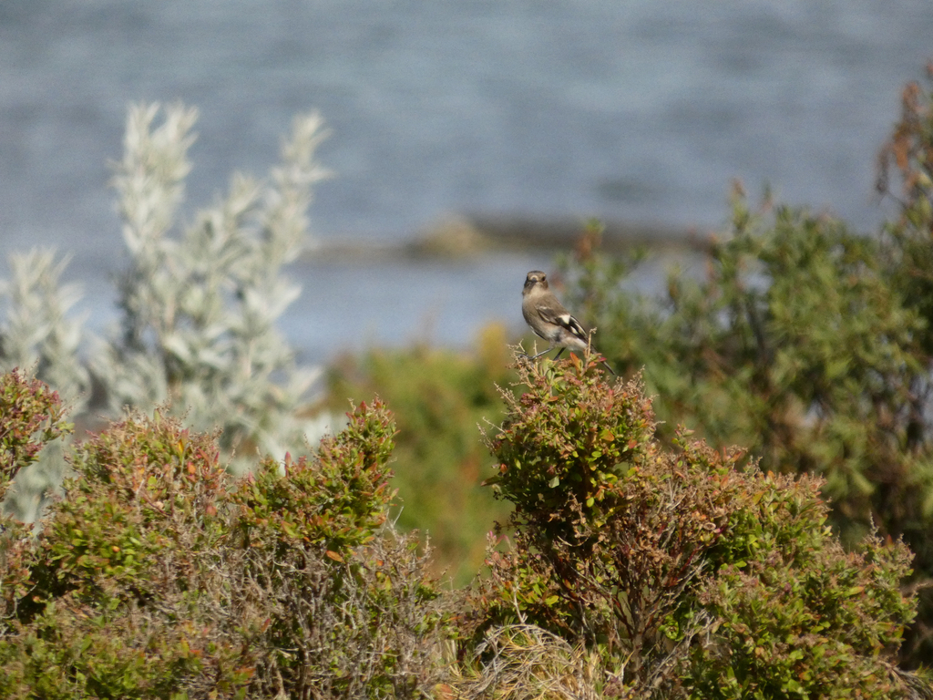 Flame Robin from Williamstown, VIC, AU on April 18, 2025 at 05:20 PM by ...