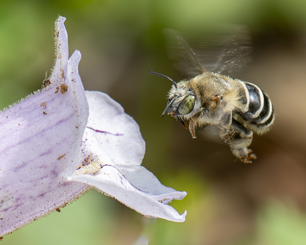 California Digger Bee from Lady Bird Johnson Wildflower Center 4801 La ...