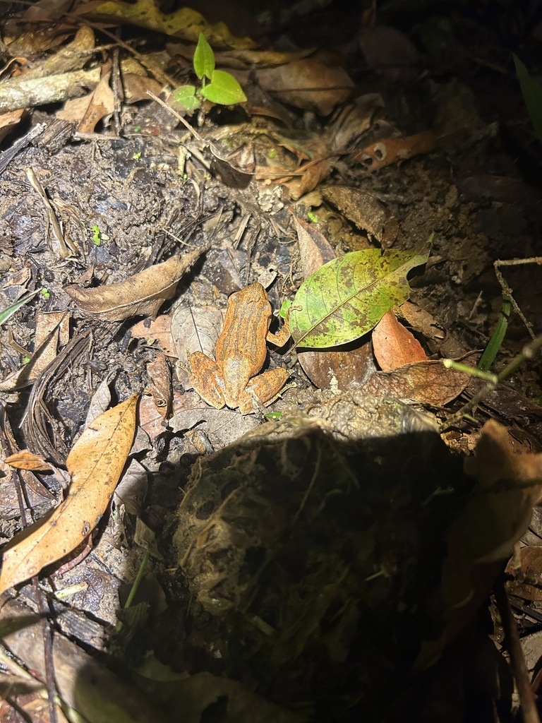 Taiwan Whipping Frog from 臺灣島, 魚池鄉, 南投縣, TW on April 19, 2025 at 08:20 ...