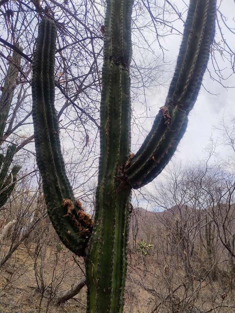 Cardón hecho desde 85775 Son., México el 14 de abril de 2025 a las 10: ...