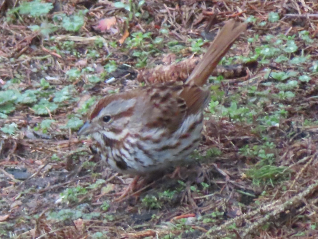 Song Sparrow from Port Elgin, ON N0H 2C4, Canada on April 19, 2025 at ...