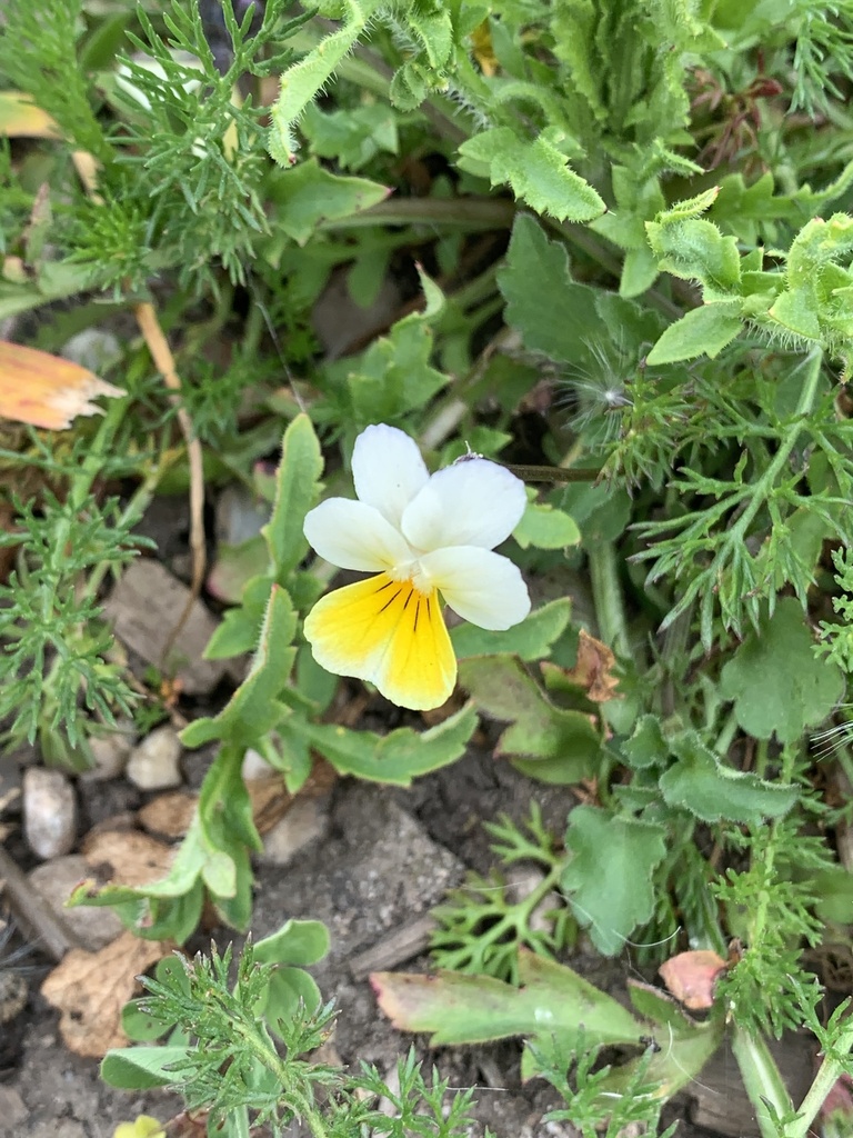 European field pansy from Hayton, Retford, England, GB on April 19 ...