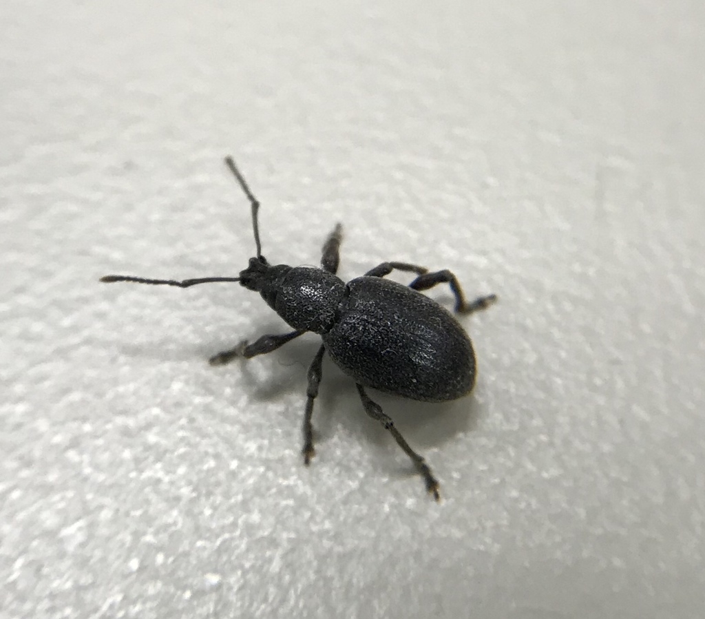 Lilac Root Weevil from Empire College School of Business, Santa Rosa ...