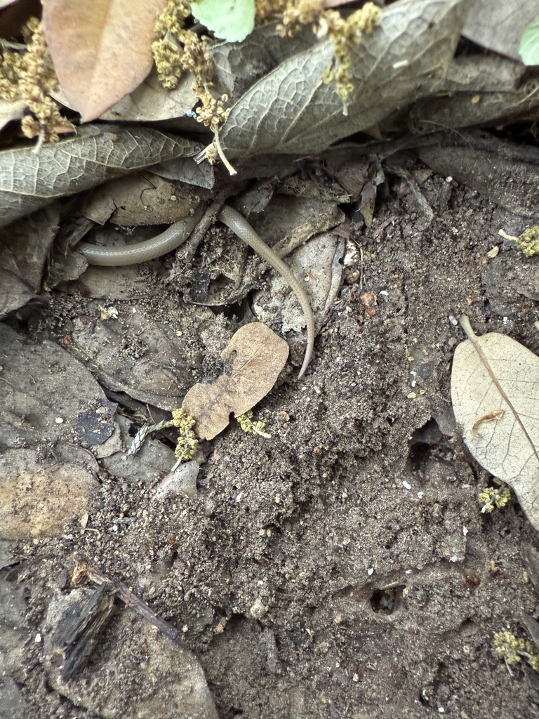 Flat-headed Snake from Tarrytown, Austin, TX, US on April 19, 2025 at ...