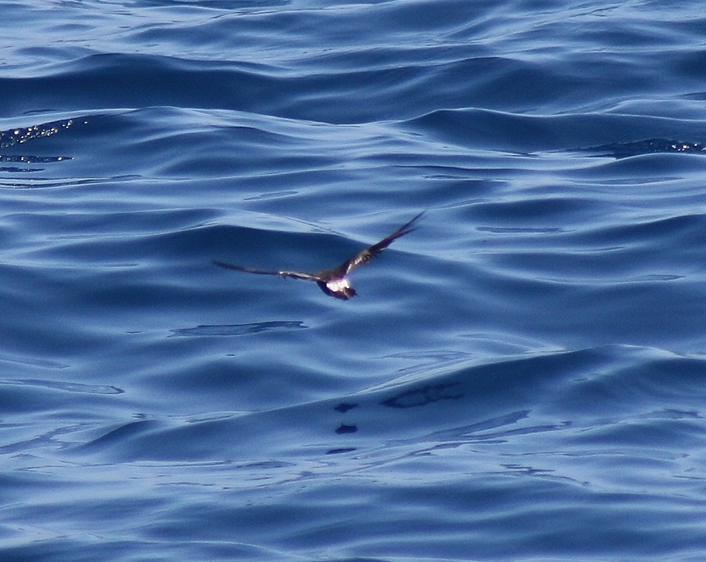 Band-rumped Storm-Petrel in July 2015 by Tripp Davenport. Pelagic ...