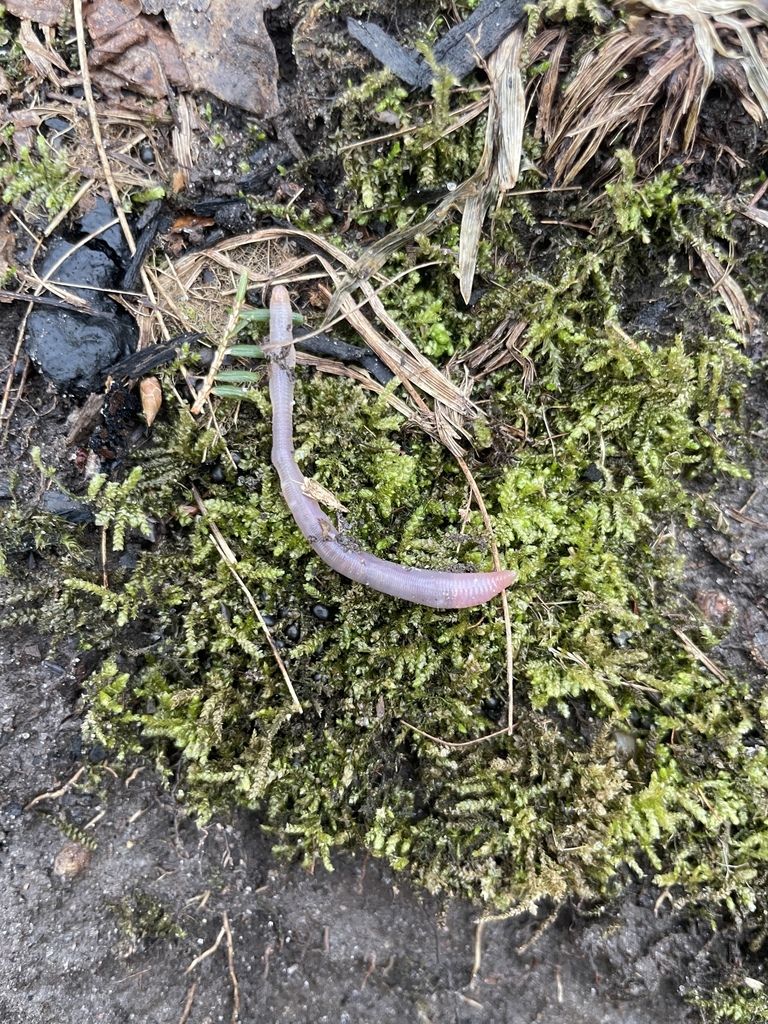 Field Worms from Simcoe County, ON, Canada on April 19, 2025 at 12:33 ...