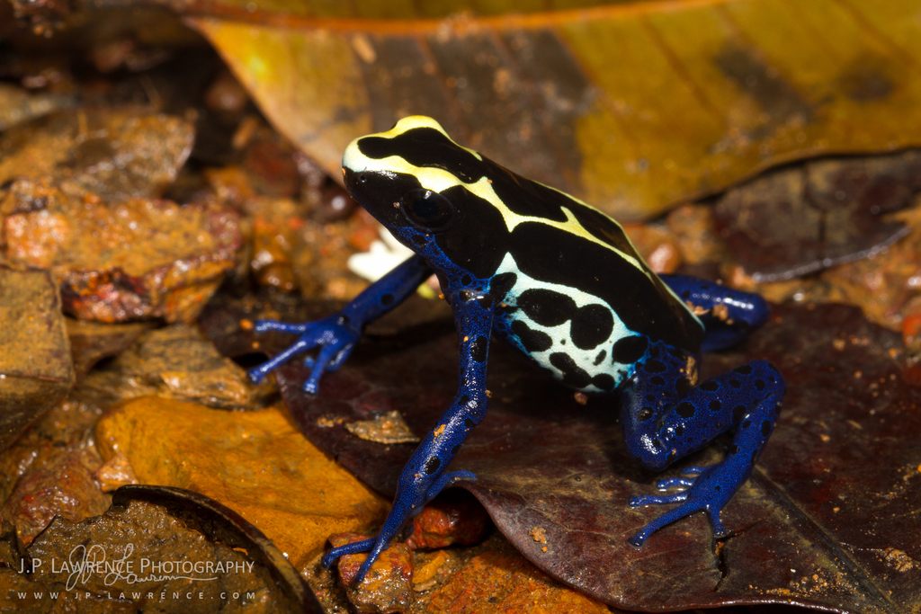 Dyeing Poison Dart Frog in July 2013 by J.P. Lawrence. Dyeing Poison ...