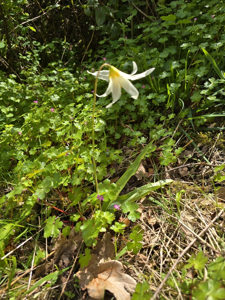 giant white fawn lily from RNWR on April 19, 2025 at 11:13 AM by Anne ...