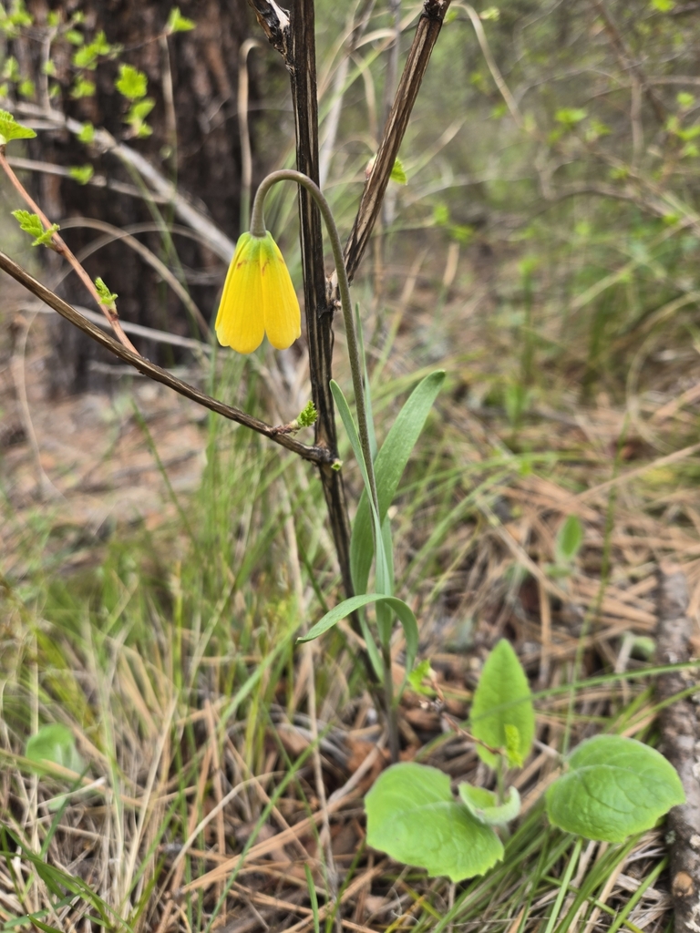 yellow fritillary from Missoula, MT 59804, USA on April 19, 2025 at 10: ...