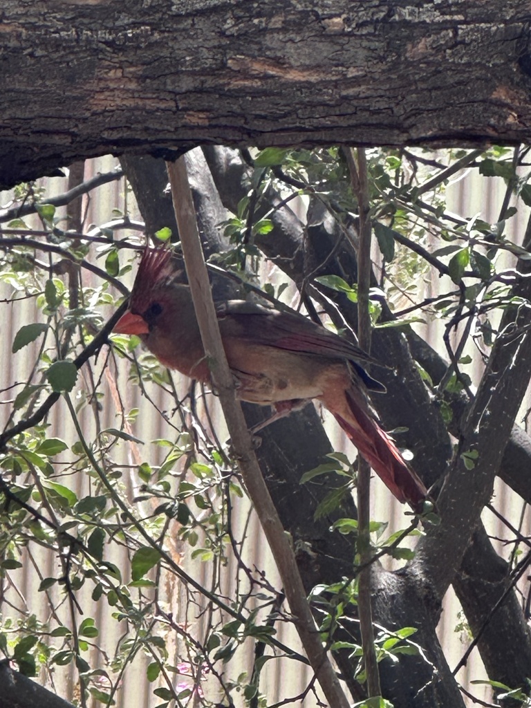 Northern Cardinal from Tucson Botanical Gardens, Tucson, AZ, US on ...