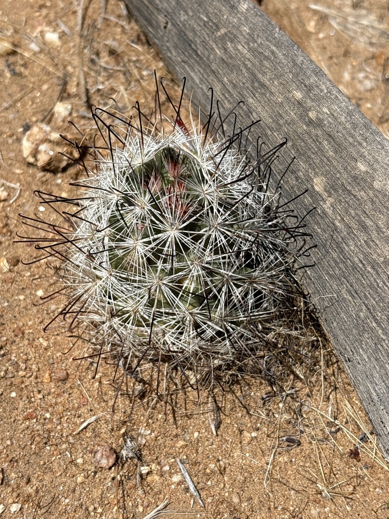 Common Fishhook Cactus in April 2025 by cowania · iNaturalist