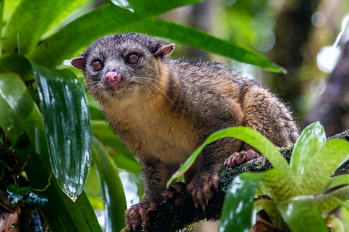 Northern Olingo (Bassaricyon gabbii) · iNaturalist