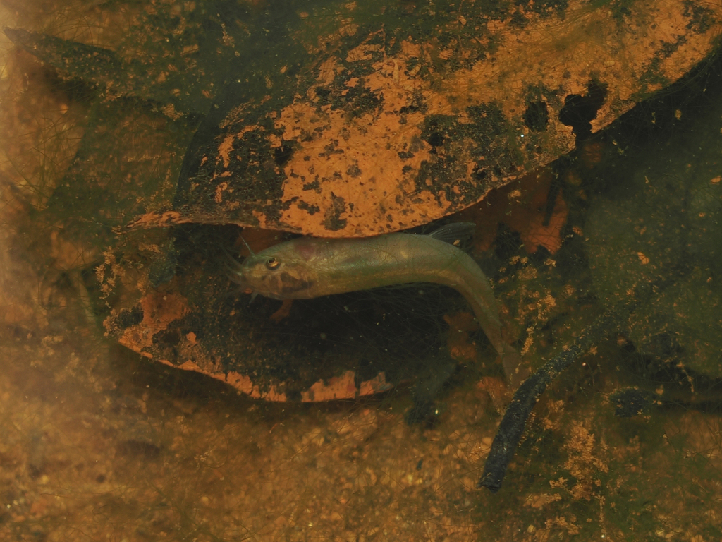Flat-headed Loach in April 2025 by Kit Chang · iNaturalist